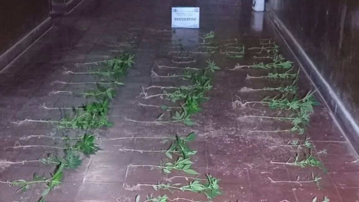 diarioimpactosalta.ar - Descubren una plantación de marihuana en el monte salteño tras una ...
